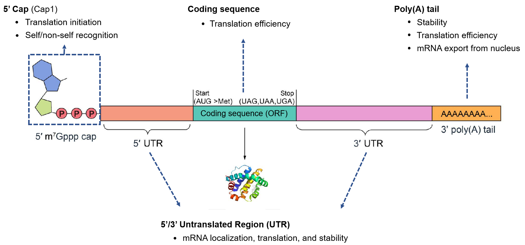 IVT mRNA Manufacturing Services | VectorBuilder